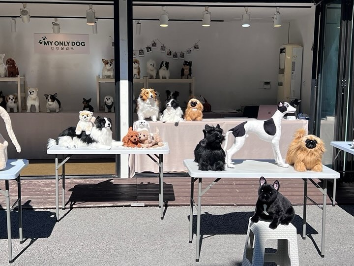 마이온리독 팝업 | 팝가 POPGA